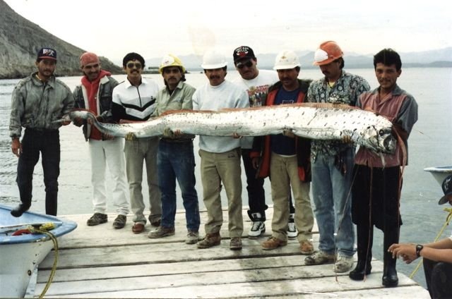 Oarfish: The longest fish in the world | Amusing Planet